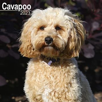 Libro Cavapoo Calendar - dog Breed Calendars - 2022 - 2023 Wall ...