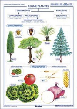 Libro Lámina Reino Vegetal / Reino Hongos De Varios Autores - Buscalibre